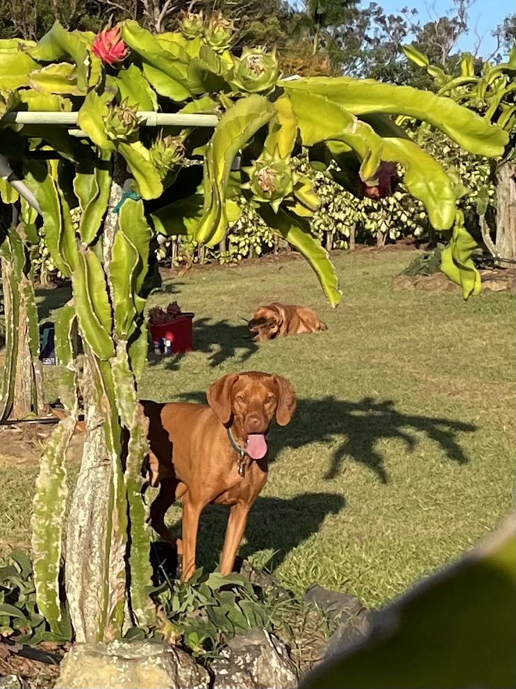 Photo of the Day: Harvest Helpers at Red Dog Farm | News, Sports, Jobs ...